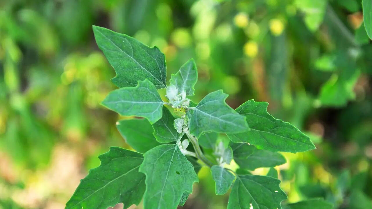 Why bathua might be India’s super green vegetable for immunity, weight ...