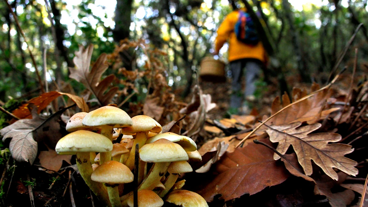 ¿Vas a salir a por setas o quieres vender las que recojas? Ojo a las ...