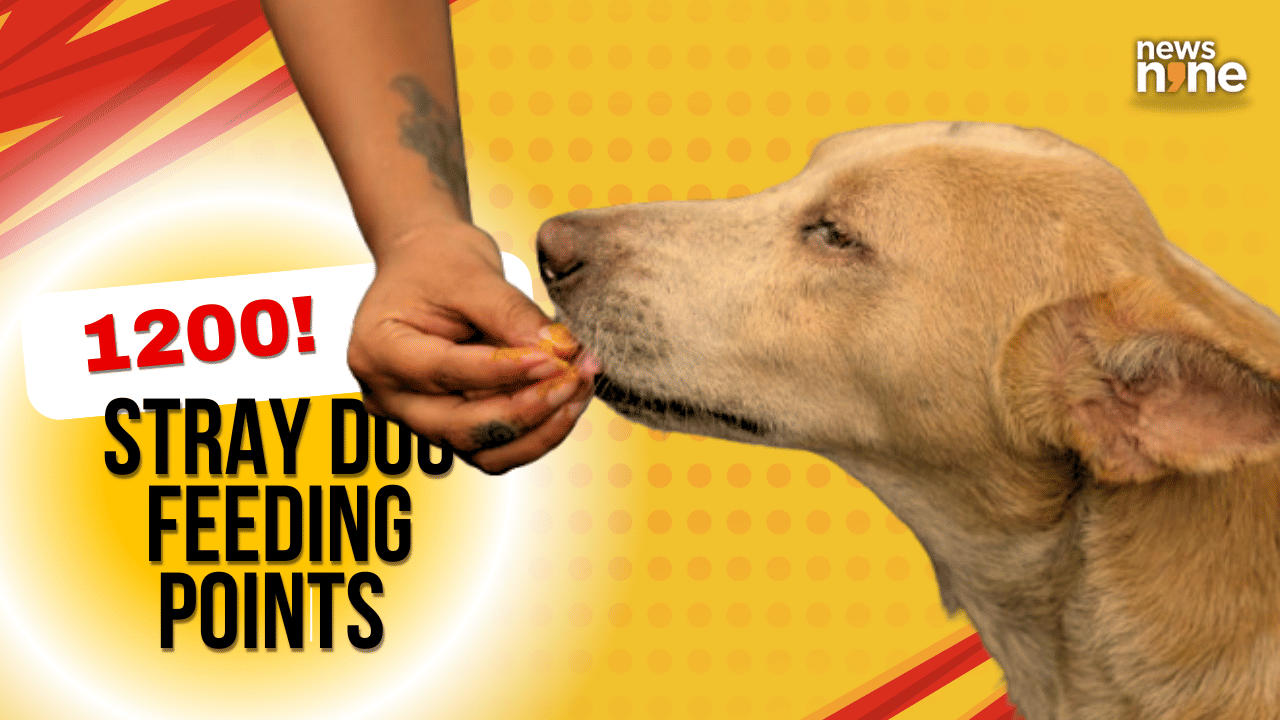 First in India, Noida, to establish 1200 feeding facilities for stray dogs