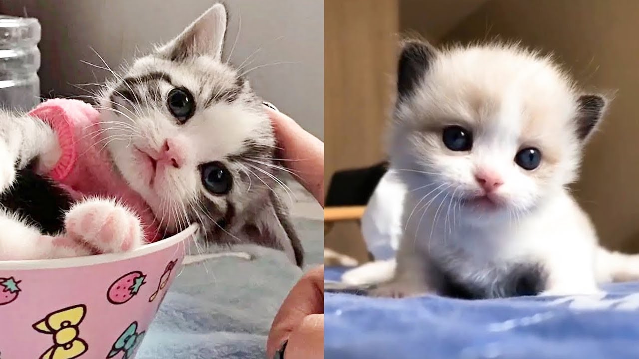 Schattige Kittens met Nieuwsgierige Snoetjes