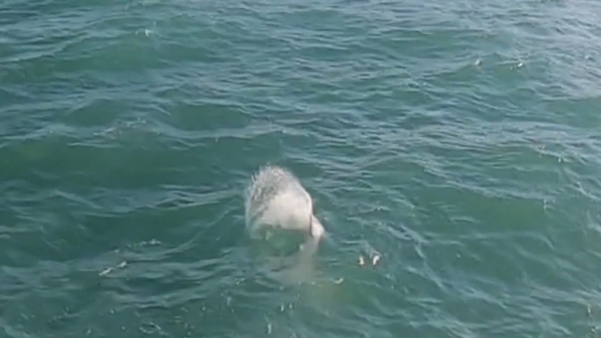 Shark Attacks At The Jetty – Reel Fast Action