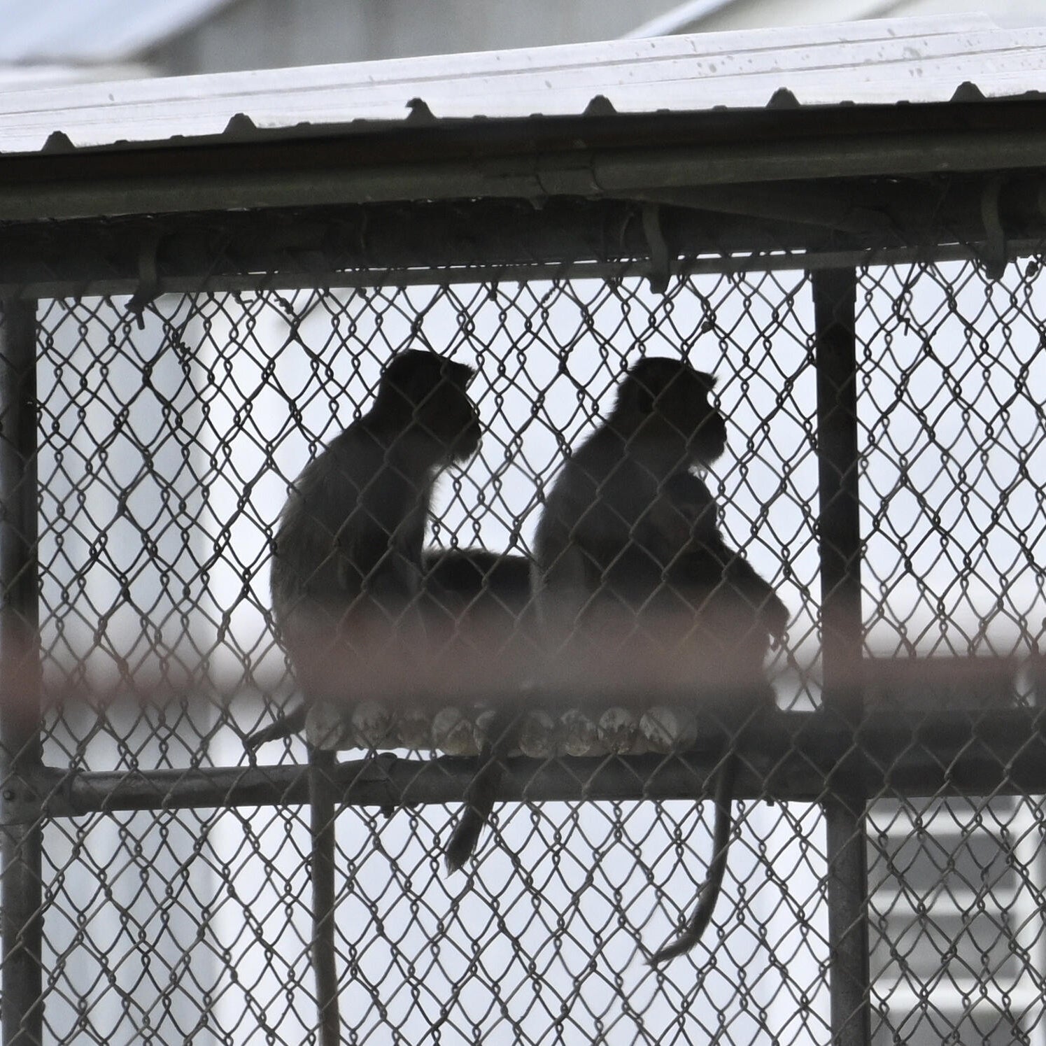 RFK Jr. says he'll work with agencies to wind down animal testing