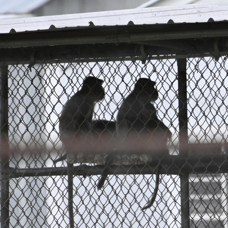 RFK Jr. says he'll work with agencies to wind down animal testing