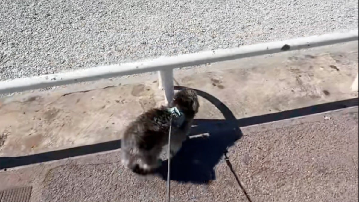 Ce petit Maltipoo voulait juste aller à la plage : la vidéo déclenche ...