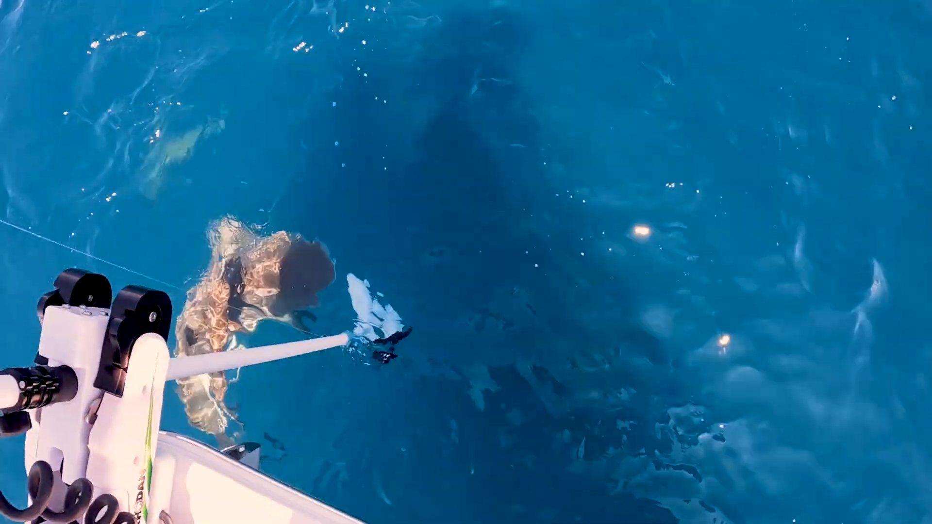 Shark Attacks Boat While Fishing – Caught On Camera