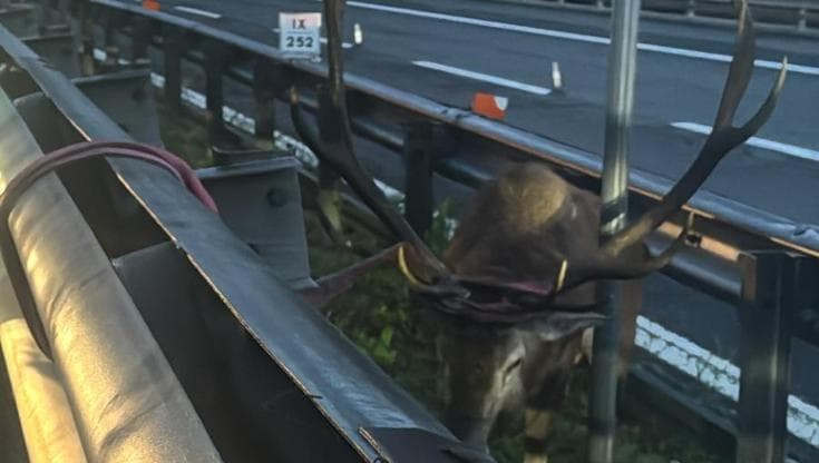 Cervo ferito resta intrappolato sull’A1: “Salvato dalla stradale”