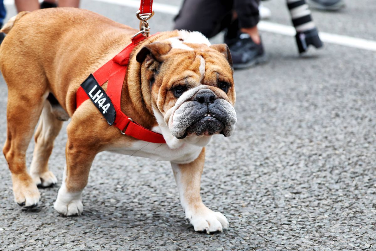 Lewis Hamilton provides worrying Roscoe update after missing tyre test