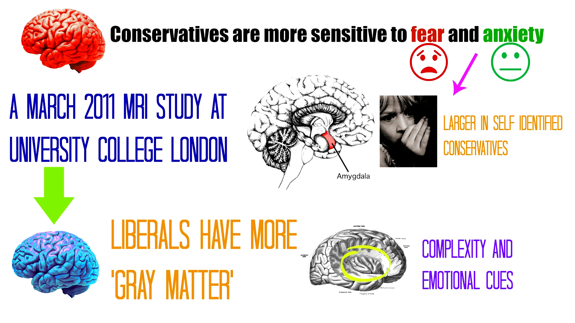 Liberal vs. Conservative Brain