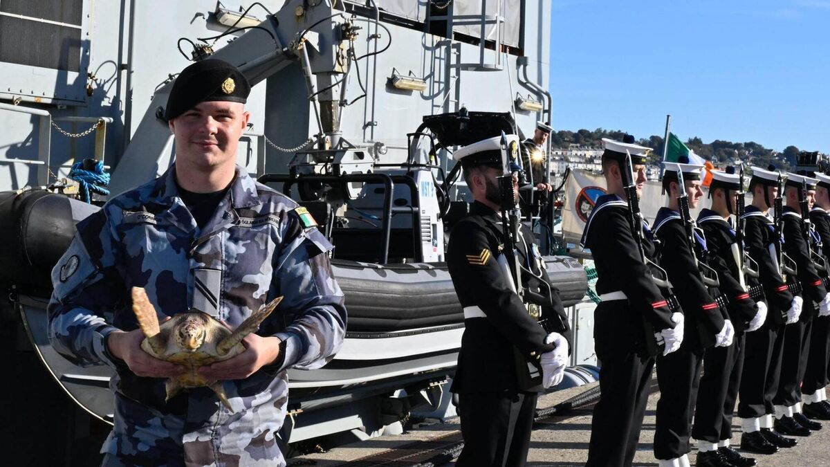 Irish navy returns five turtles to warmer waters after they washed up ...