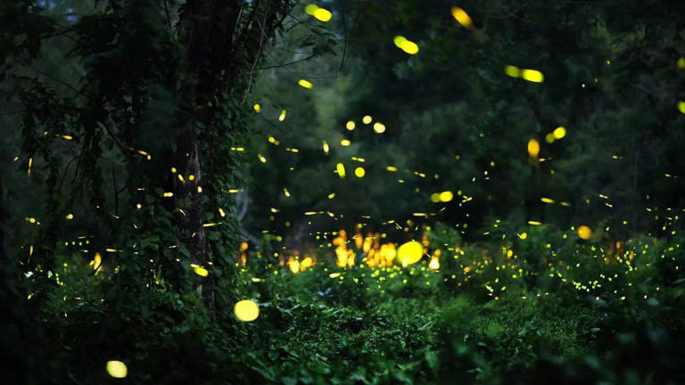 10 glow-in-the-dark insects and how they use bioluminescence