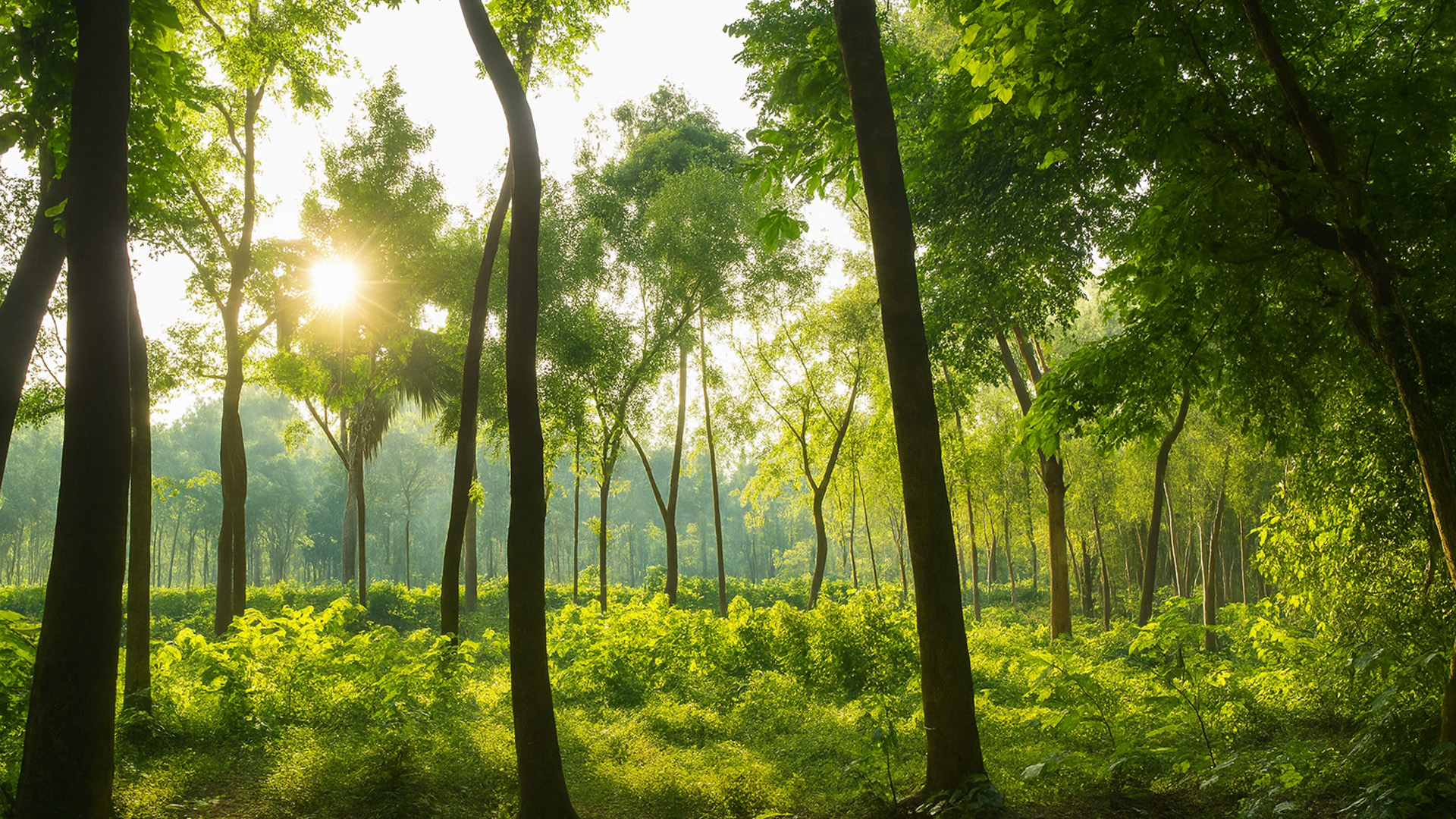 Tropisch bos in Bangladesh – Zonlicht door de bomen in 4K