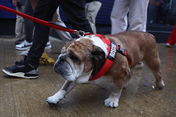 Hamilton speaks out after dog Roscoe dies in his arms