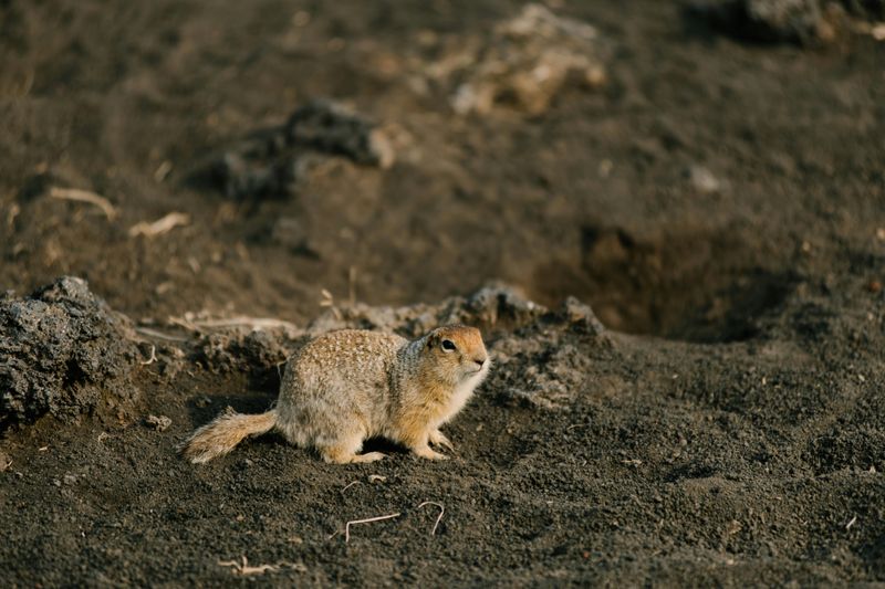 Creatures That Have Been Hibernating Since Before Human Civilization Began