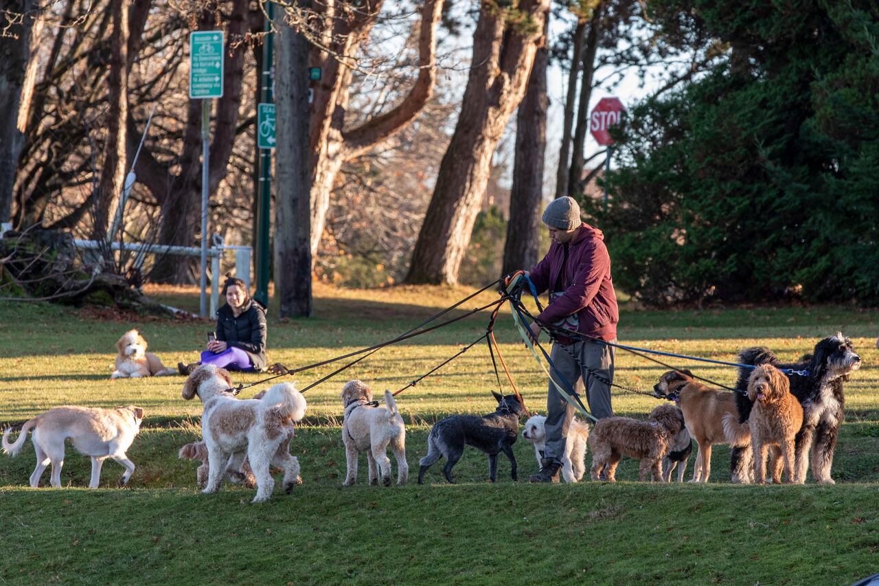 Pet owners raise concerns of potential dog breed ban following survey ...