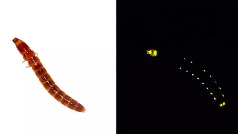 10 glow-in-the-dark insects and how they use bioluminescence