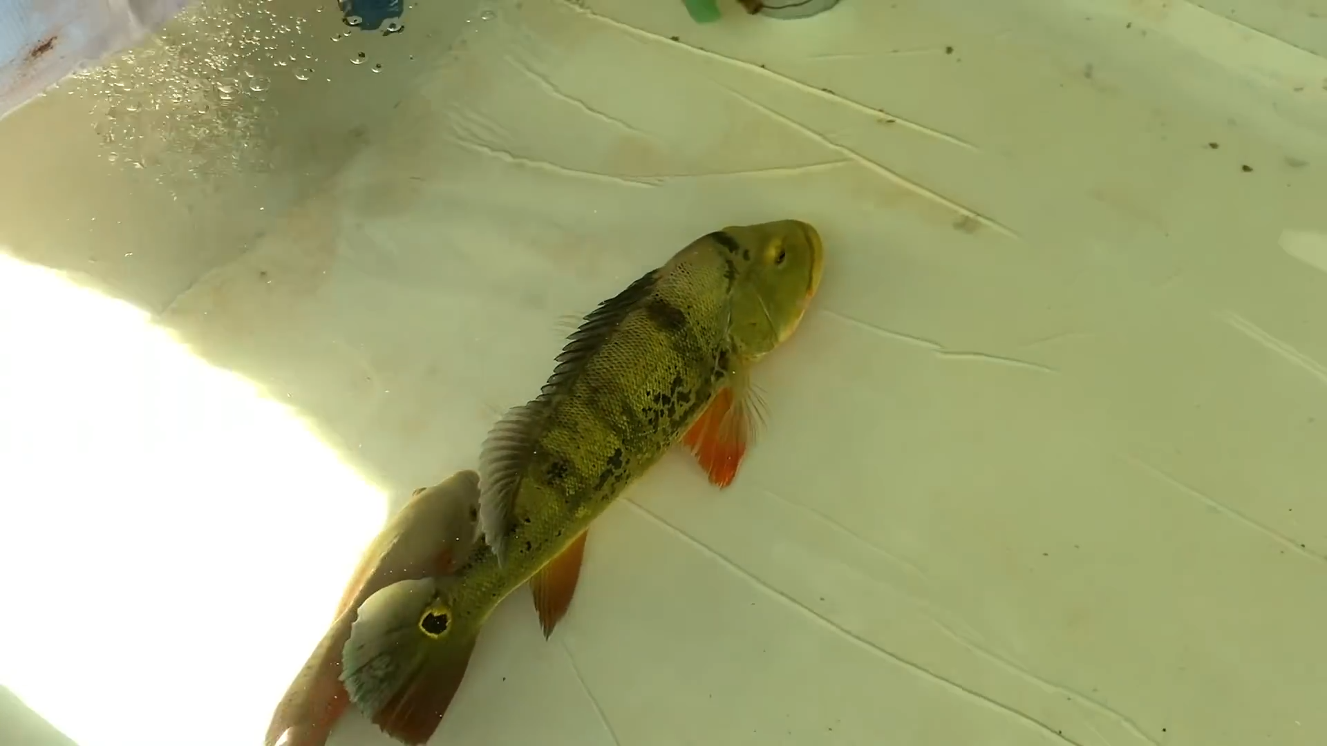 Rare Wild Fish Hunt For Garage Tank Setup
