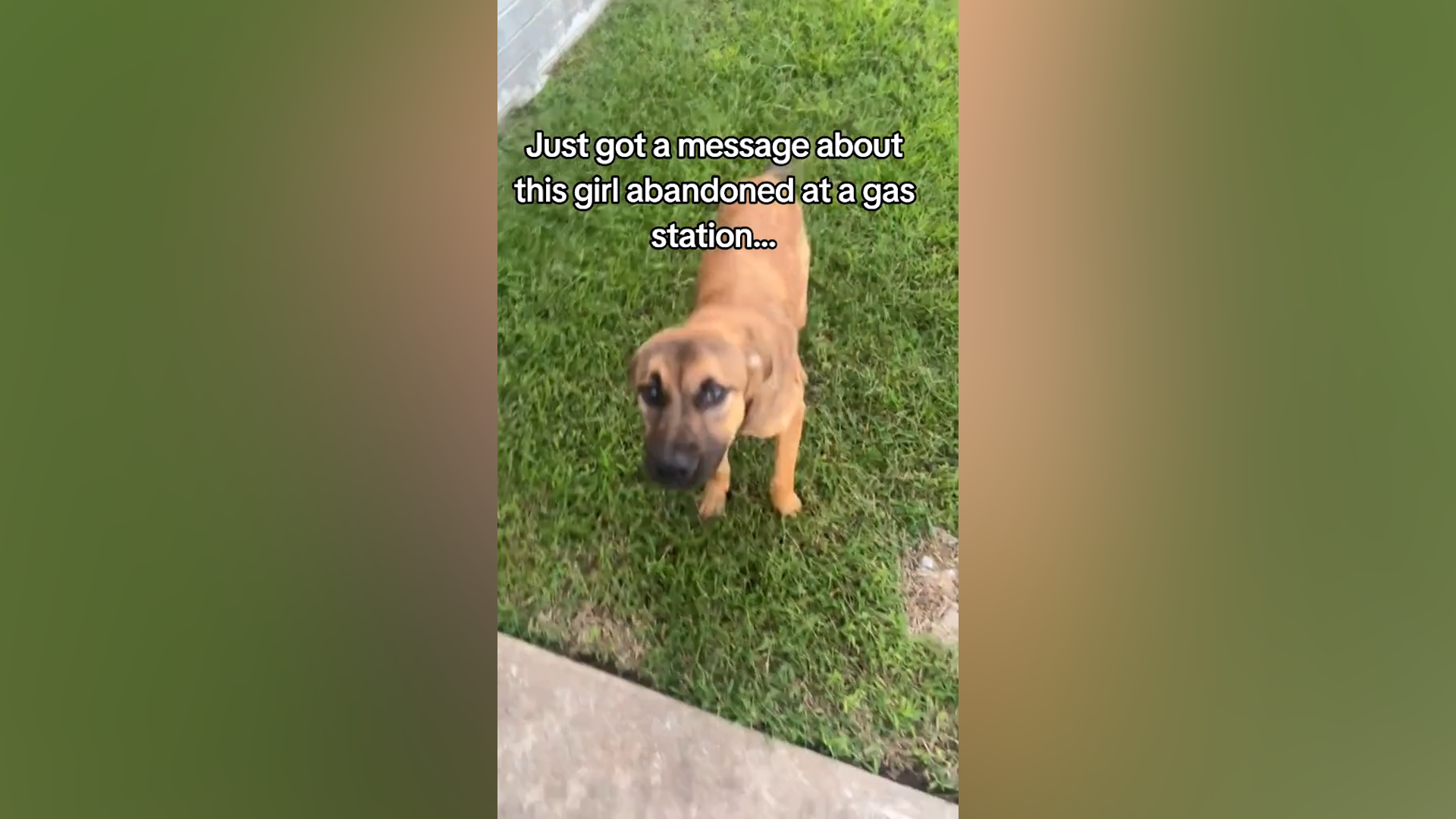 Dog Has Heartbreaking Reaction To Being ‘Abandoned’ At Gas Station