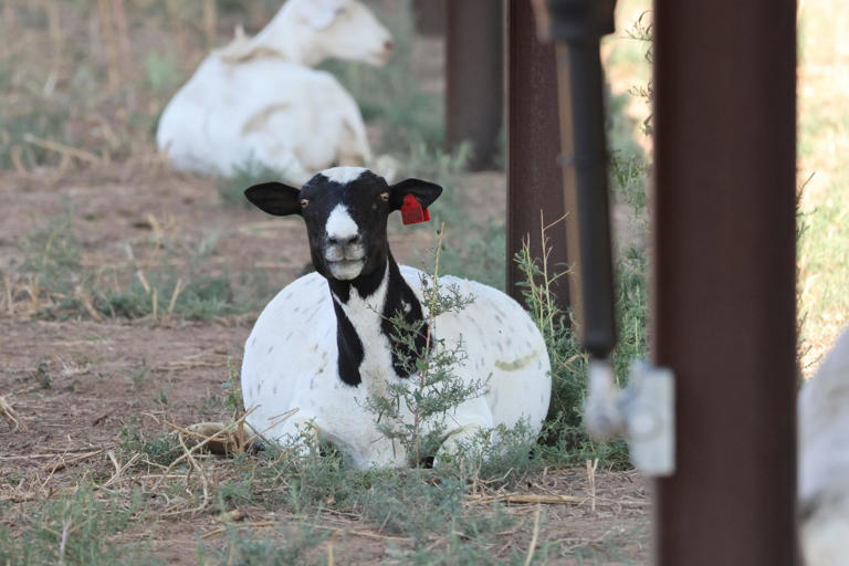 2,500 sheep are working at a Tulia solar farm. Here's why
