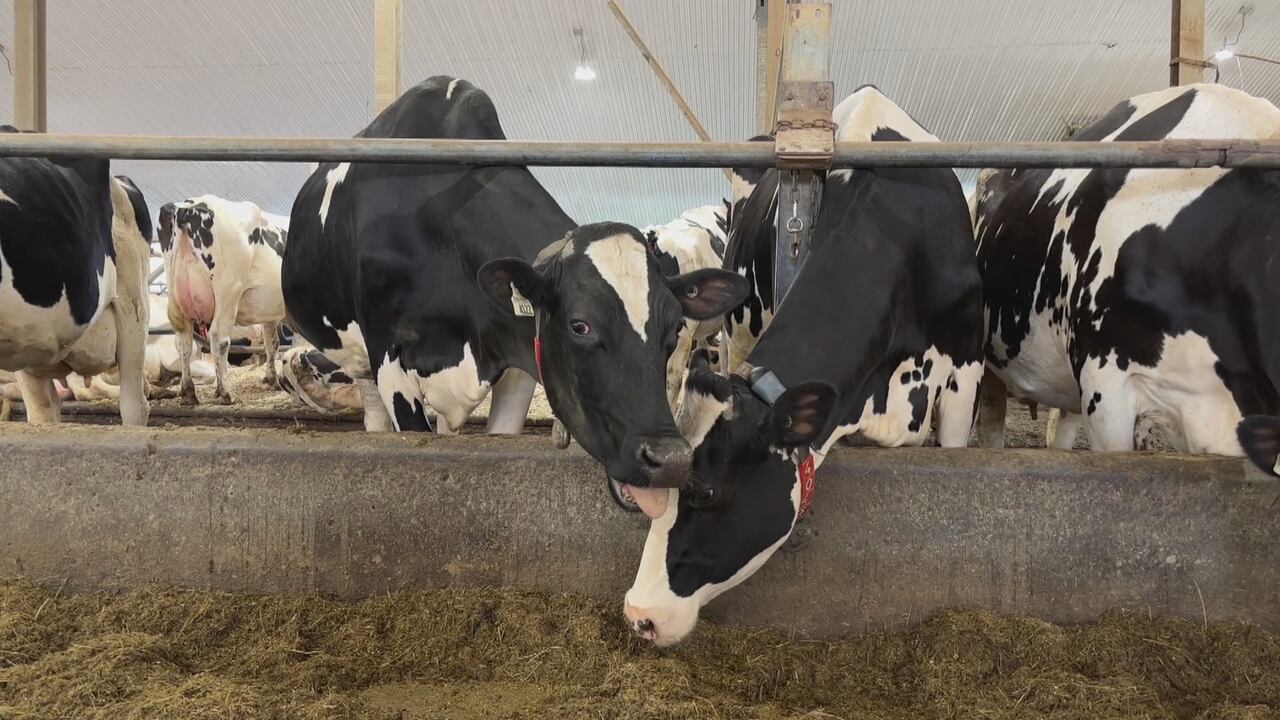 A hay shortage in parts of Newfoundland have some farmers worried about ...