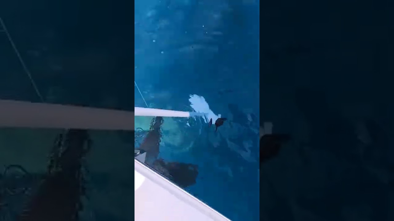 The Moment A Shark Attacked Our Boat