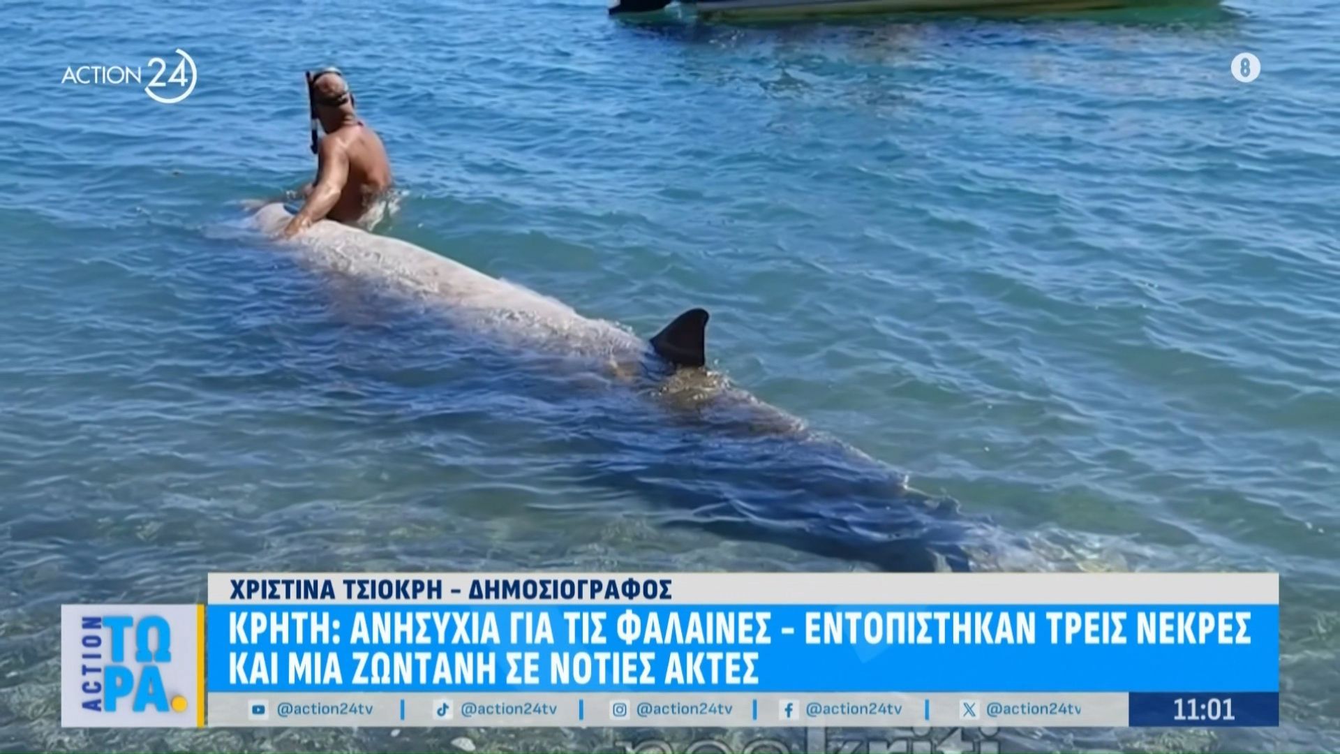 Κρήτη: Ανησυχία για τις φάλαινες - Εντοπίστηκαν τρεις νεκρές και μία ...