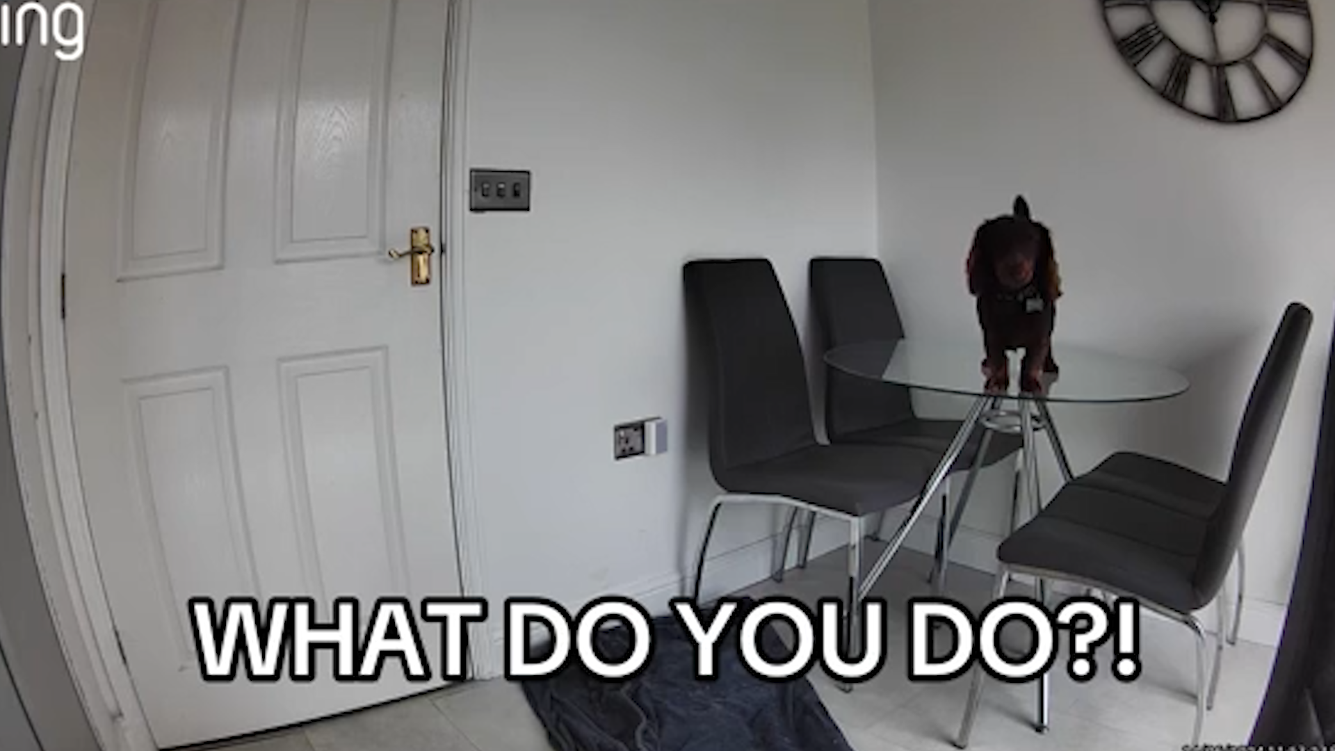 Dog Owner Is On A Train, Can’t Cope With What She Sees On Pet Cam