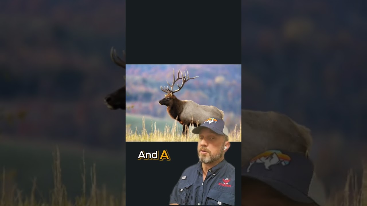 Alpha Wolf Hunting Tactics