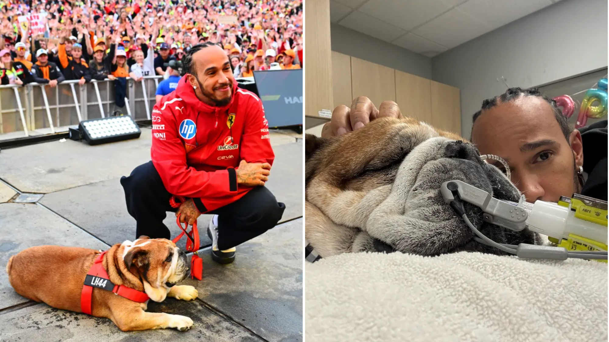Hamilton speaks out after dog Roscoe dies in his arms