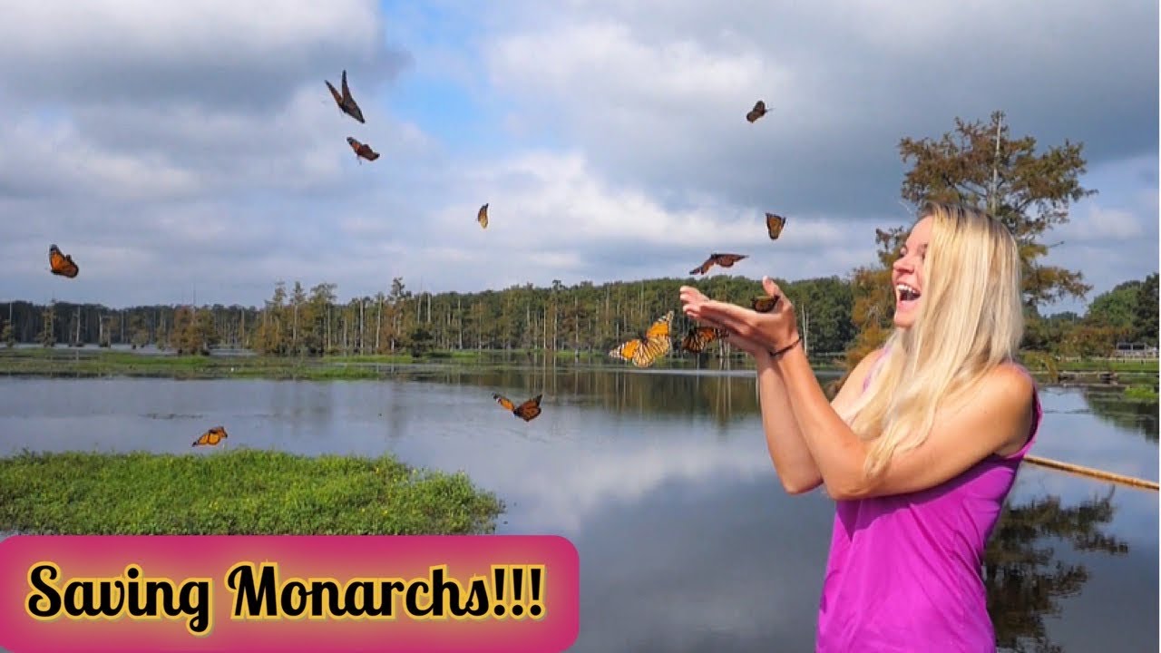 Raising monarch butterflies from start to finish saves hundreds