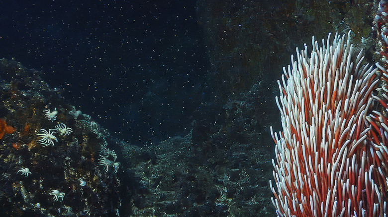 Here's How Life At The Bottom Of The Ocean Survives Without The Sun