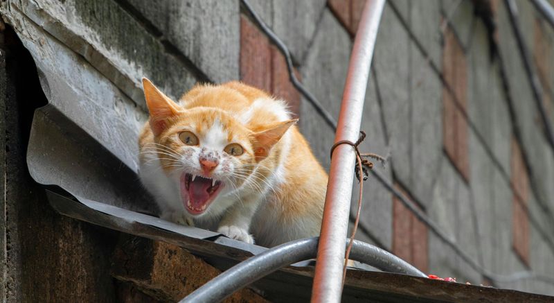 11 Warning Signs Your Cat Might Be Suffering In Pain
