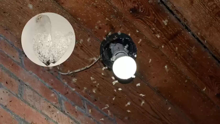 Effective Strategies to Deter Insects from Lights at Night