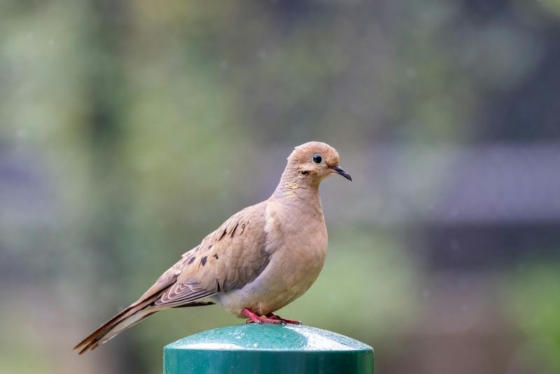 11 Gray Colored Birds That You Might See