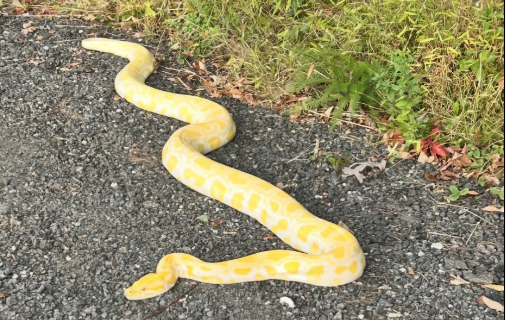 Pythons Keep Turning up in Weird Places