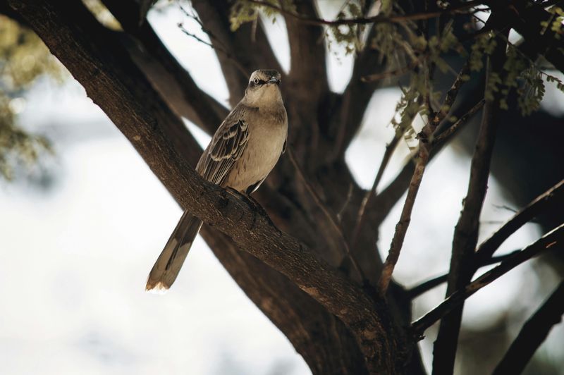 11 Gray Colored Birds That You Might See