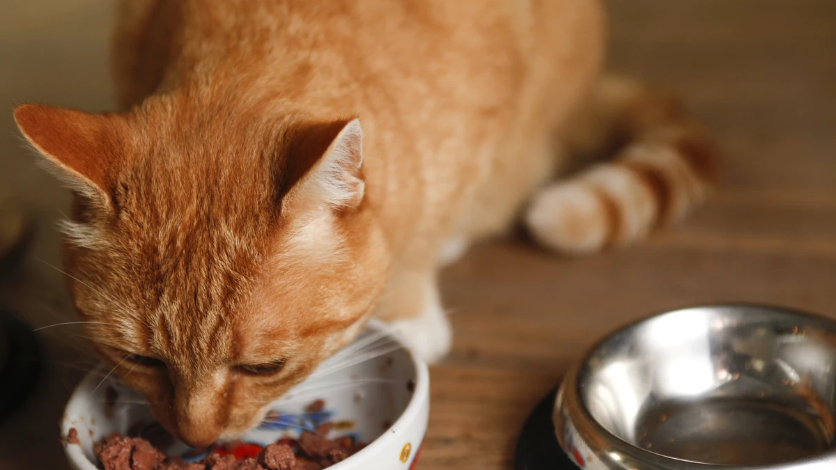 Esta comida de gato reduce la alergia que le producen a las personas