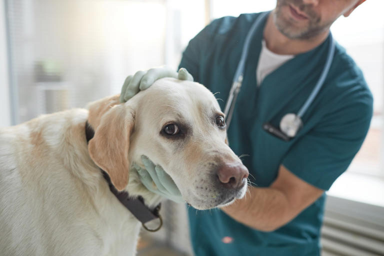 Animal Hospital Warns of 'Serious Threat' to Pets and Humans That Just ...