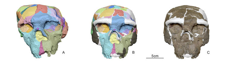 Million-year-old skull could rewrite human evolution timeline