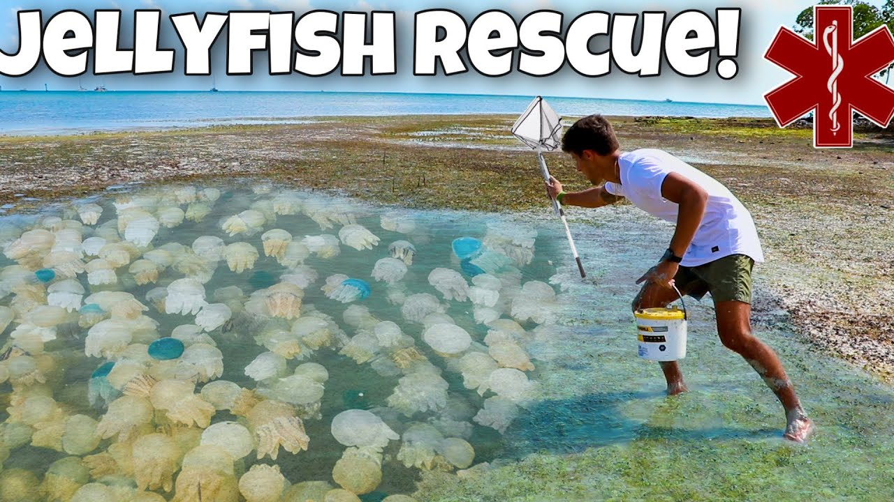 How we saved trapped jellyfish today