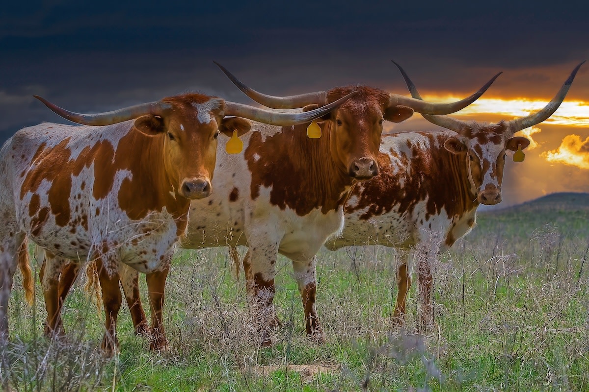 Stunning Longhorns Having a Secret Meeting Look Like They Belong On the ...