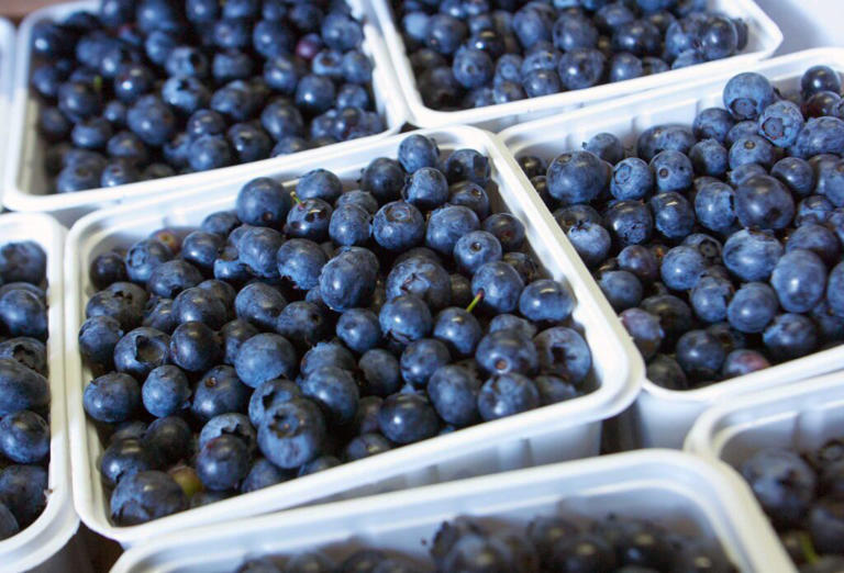 Feeding blueberries to babies “may reduce allergy symptoms and improve ...