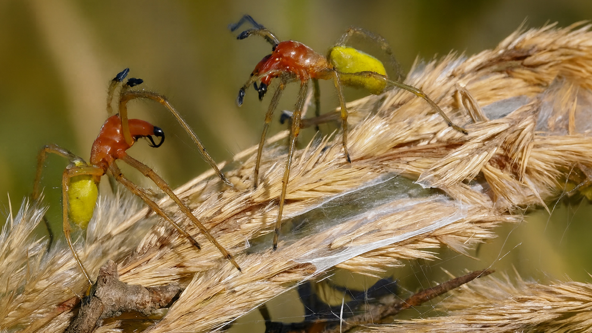 Showdown – Spider’s Aggressive Attack