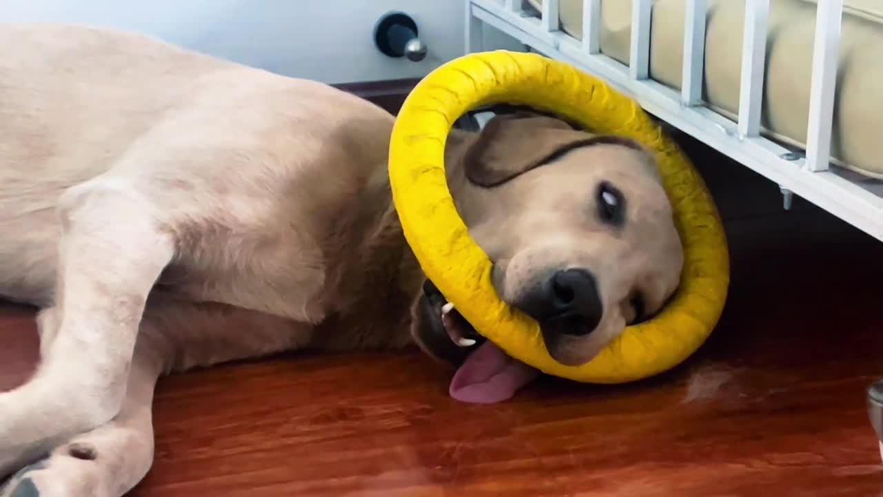 Adorable Labrador naps with toy halo in Sichuan, China