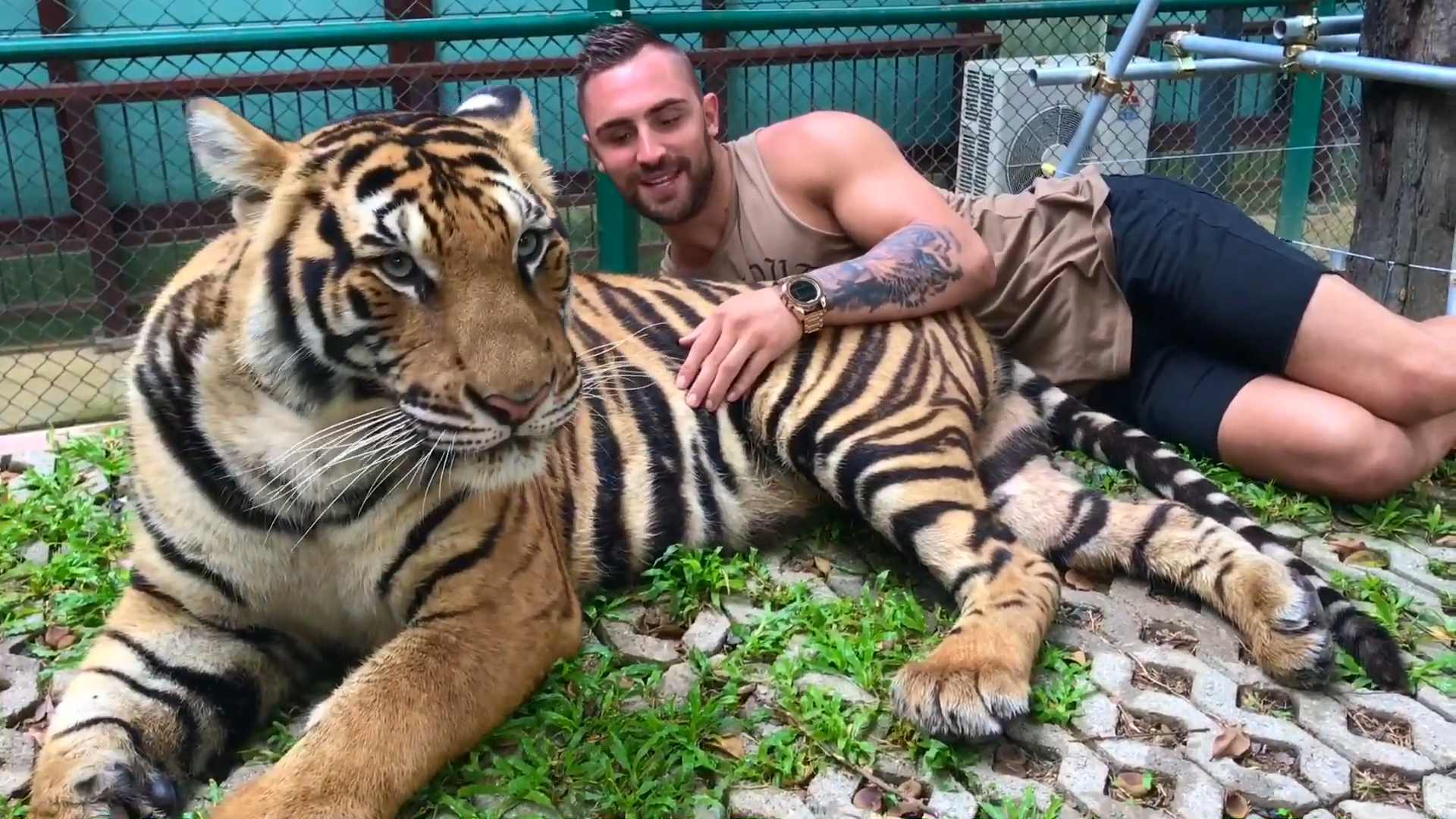 This Pet Tiger Acts Just Like a Best Friend