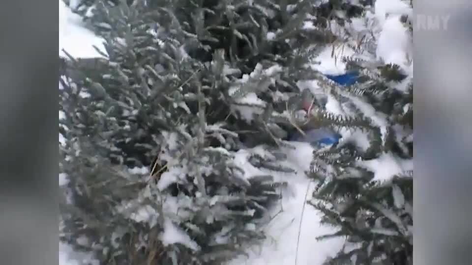 Top 7 Angry Trees