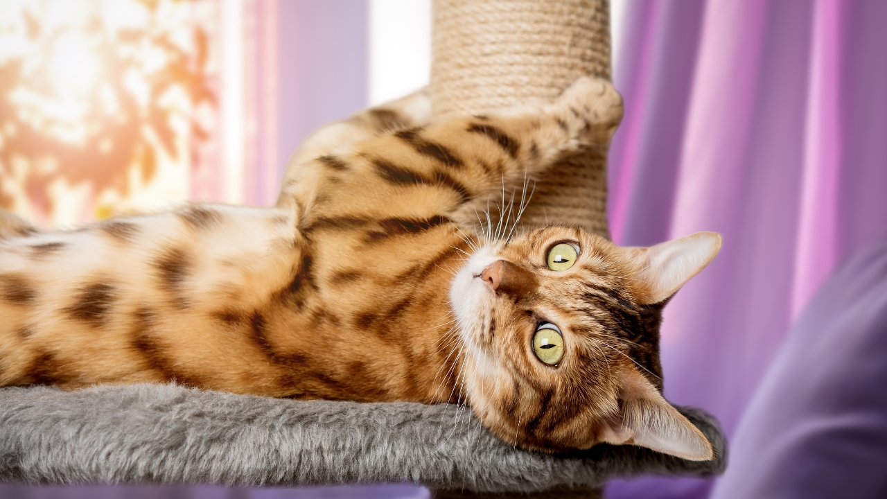 9 things that make pets less stressful indoors
