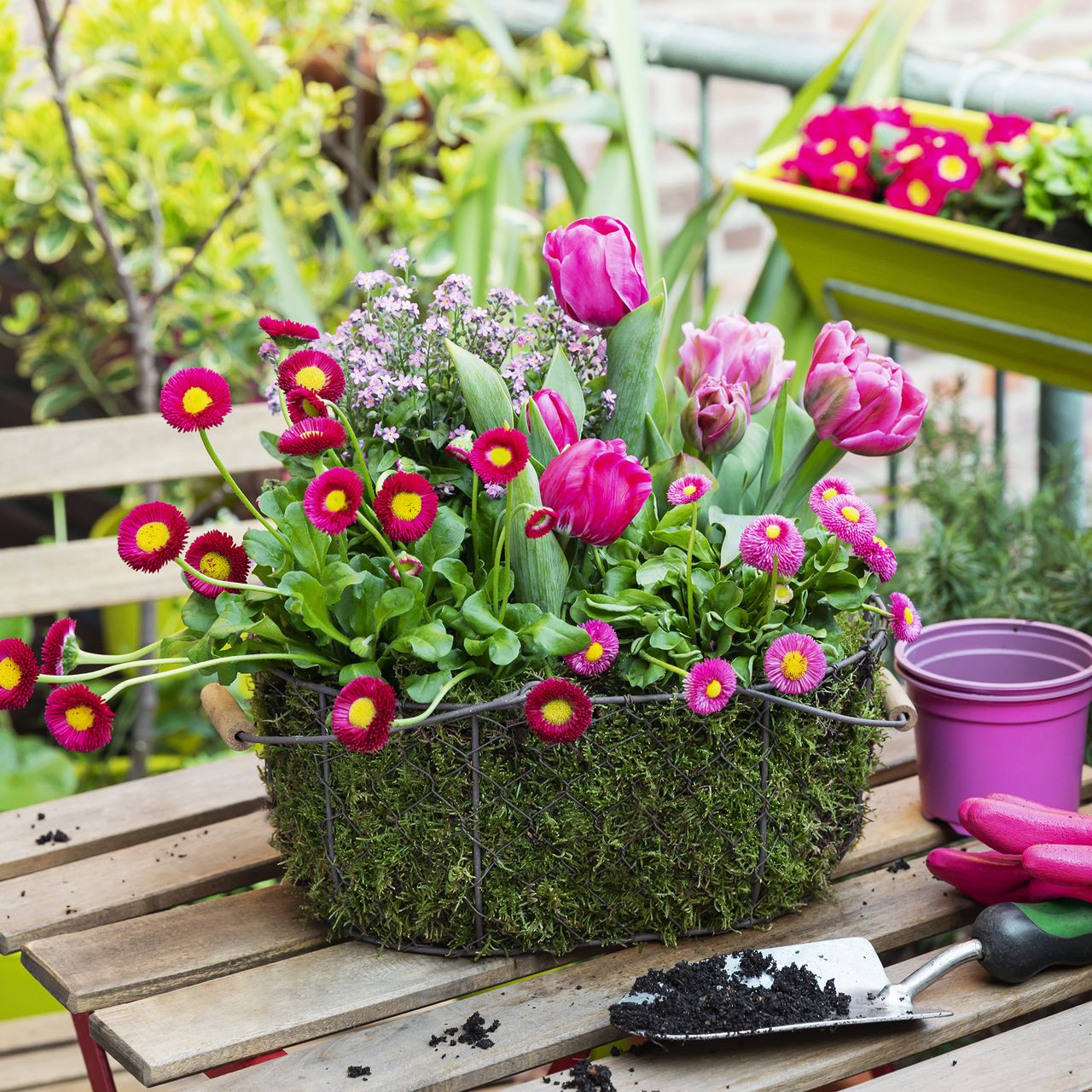 6 Flowers to Plant Over Bulbs in Pots: Create Colorful, Long-Lasting ...