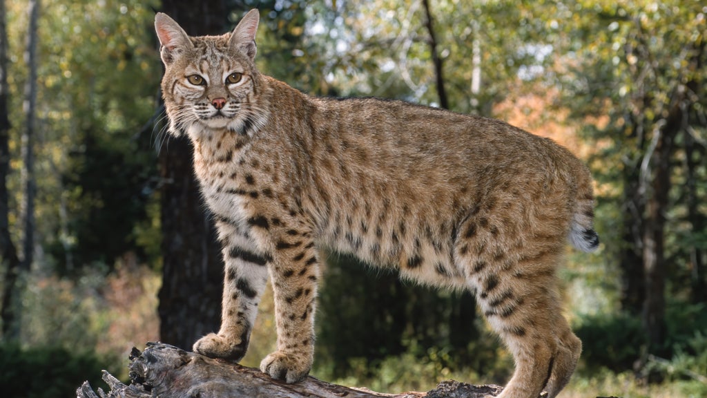 Pet bobcat escapes in northern Minnesota