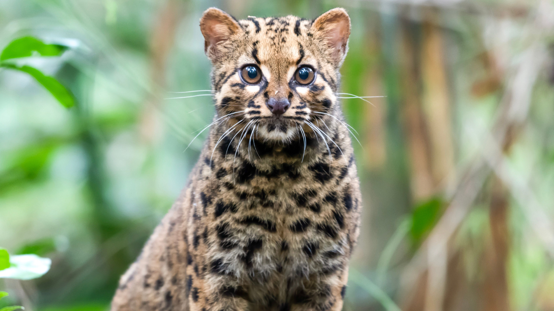 7 Animals That Tend To Avoid Human Contact At All Costs