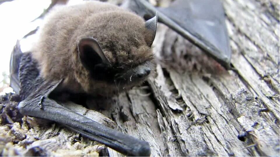 Rabid bat found near Washington Park Arboretum in Seattle